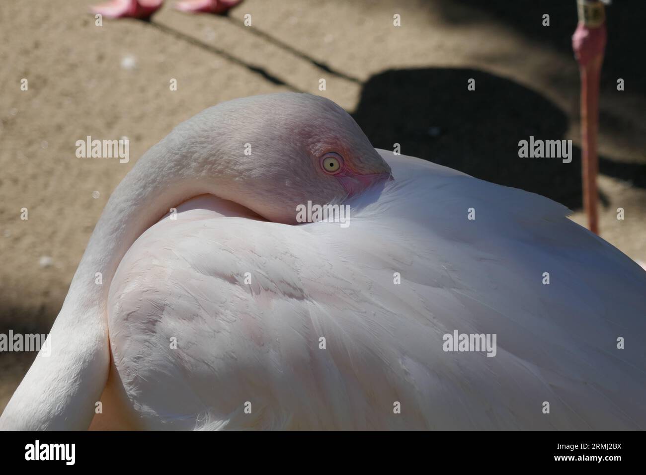 Los angeles zoo flamingo hi-res stock photography and images - Alamy