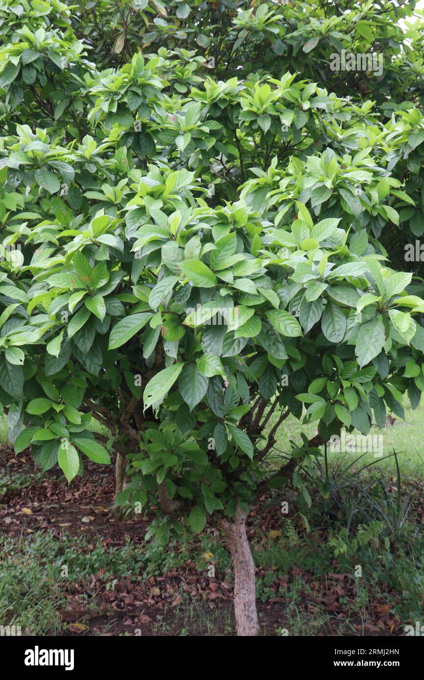 Baccaurea motleyana tree on farm, it's fruit can aid in bone health ...