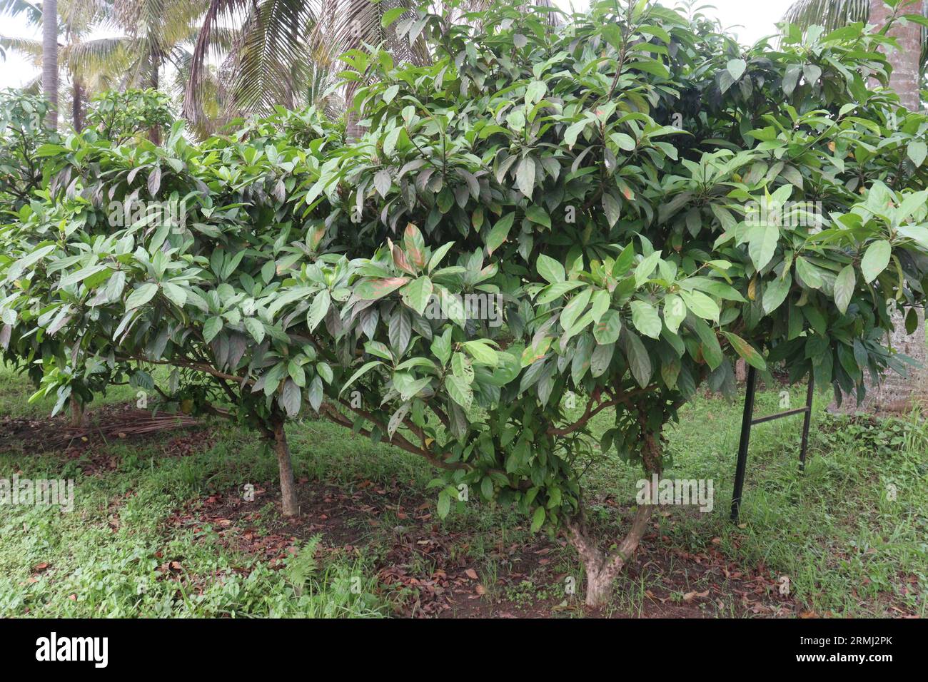 Baccaurea motleyana tree on farm, it's fruit can aid in bone health ...