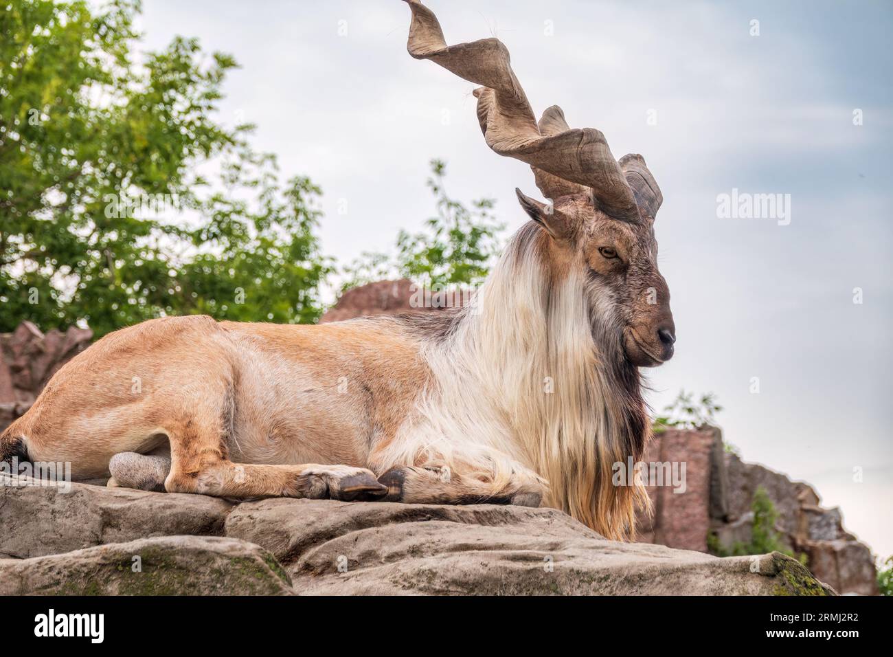 Markhor, Capra falconeri, wild goat native to Central Asia, Karakoram ...