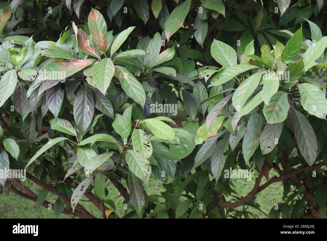 Baccaurea motleyana tree on farm, it's fruit can aid in bone health ...