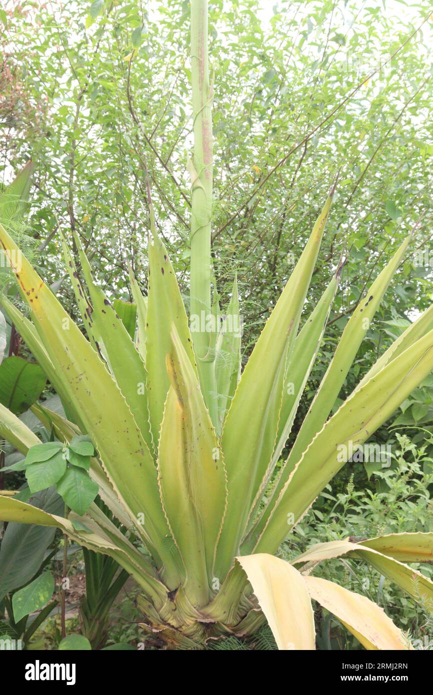 Century plant leaf plant on farm for harvest are cash crops Stock Photo ...