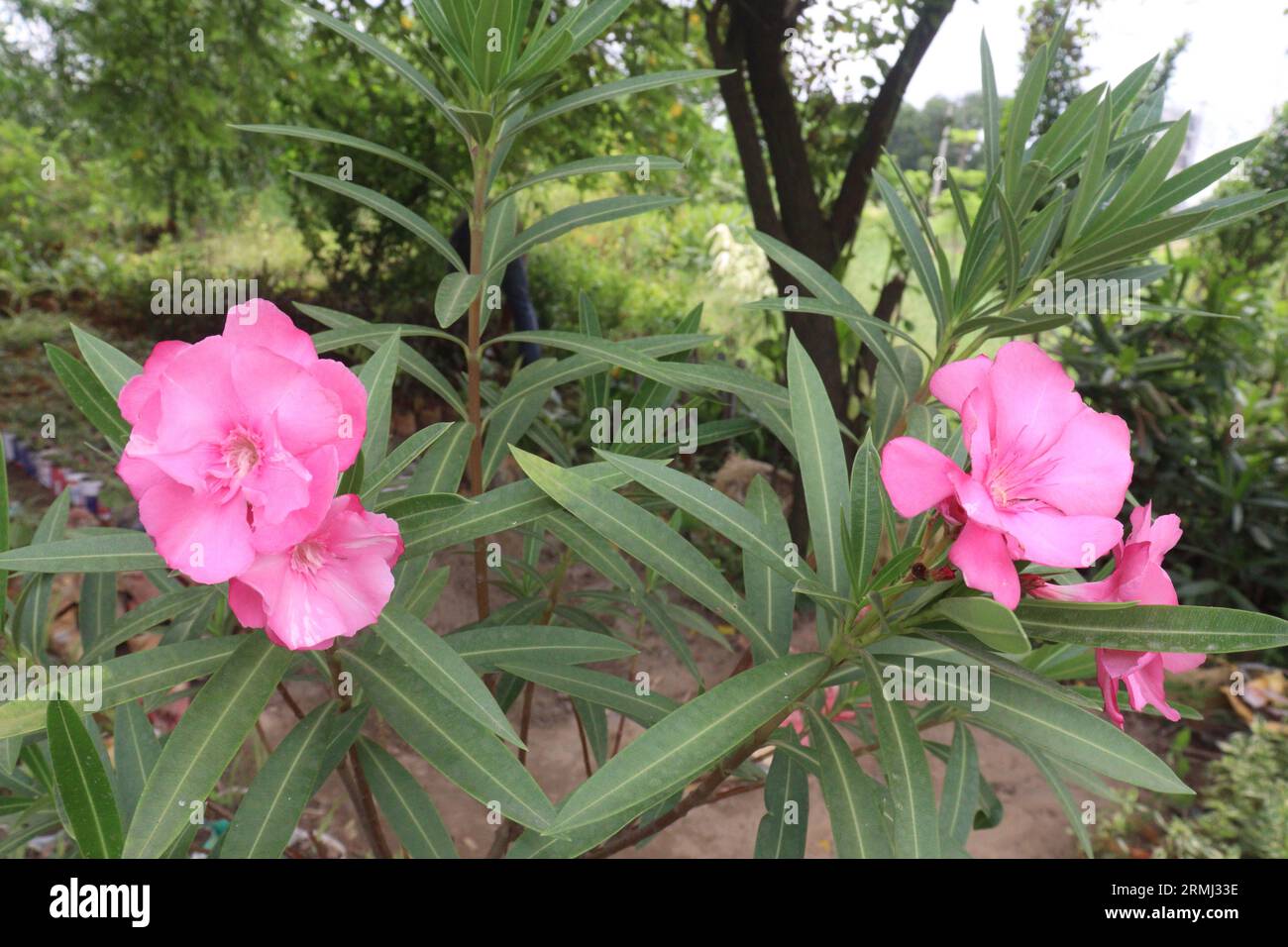 Nerium Oleander flower plant on farm for harvest are cash crops Stock ...