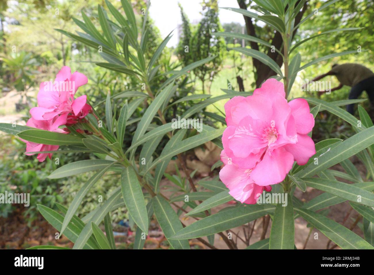 Nerium Oleander flower plant on farm for harvest are cash crops Stock ...