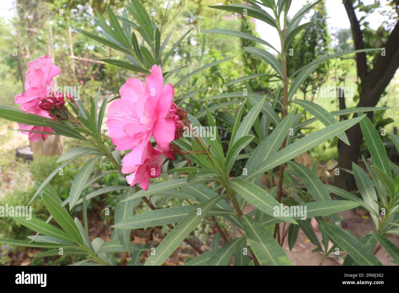 Nerium Oleander flower plant on farm for harvest are cash crops Stock ...