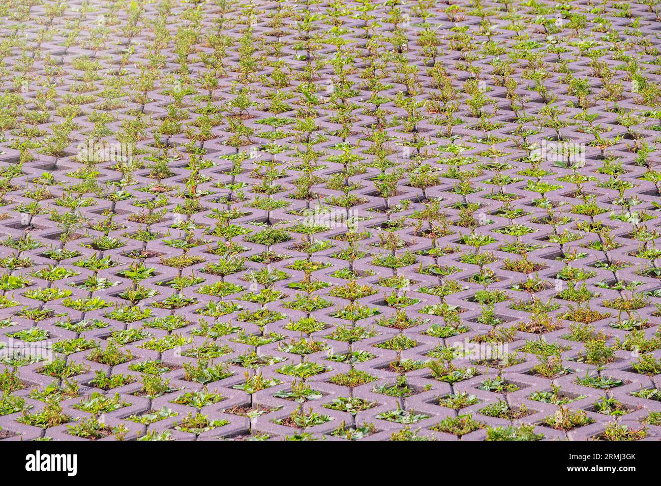 Green grass growing through the cobble stones, outdoor garden flooring ...