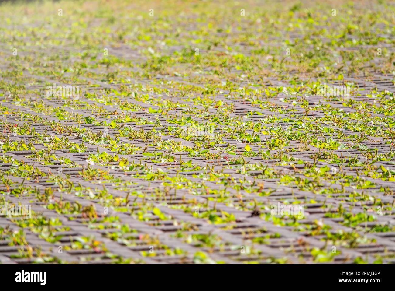 Green grass growing through the cobble stones, outdoor garden flooring ...