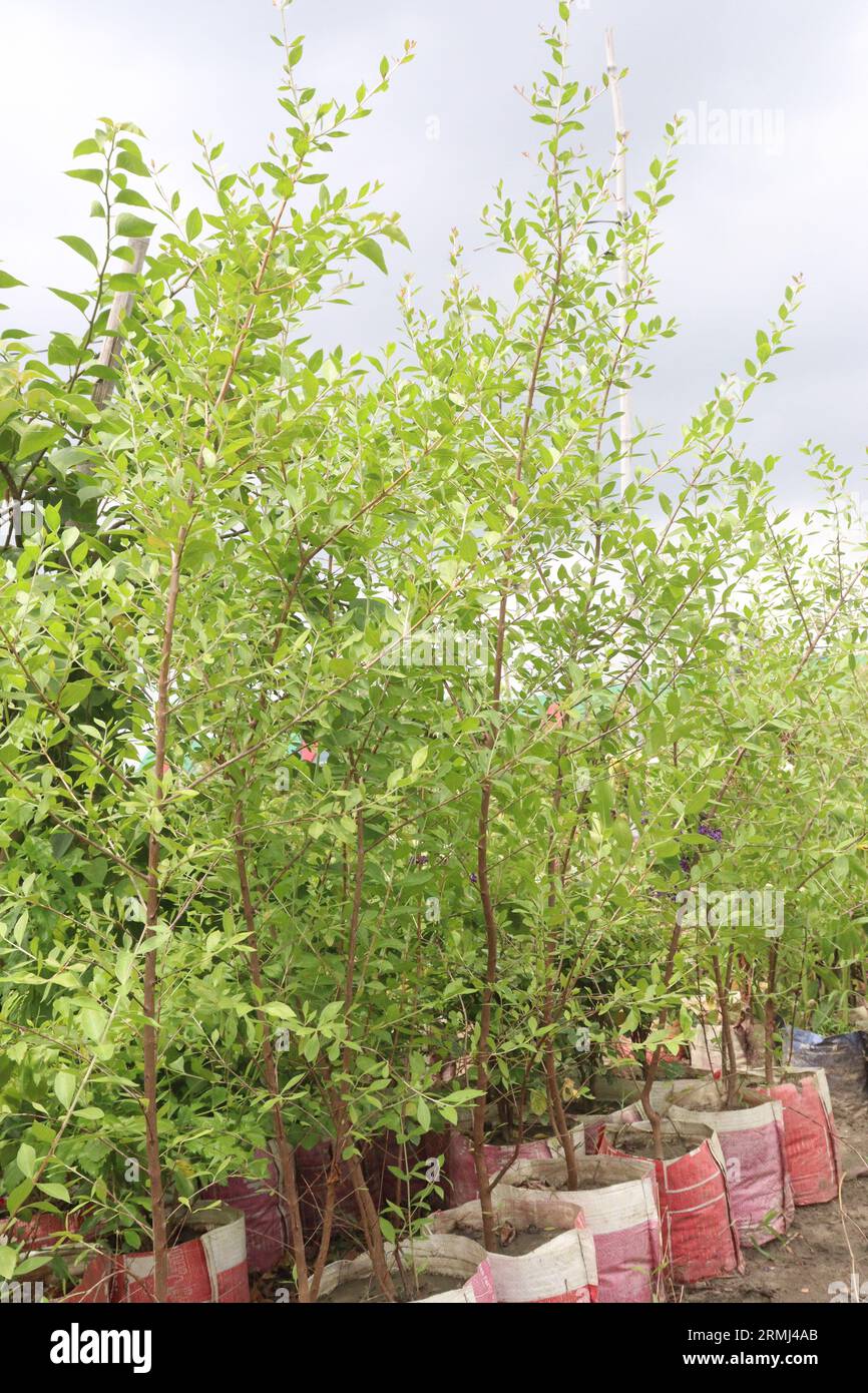 Lawsonia inermis also called mehndi tree on farm for harvest are cash ...