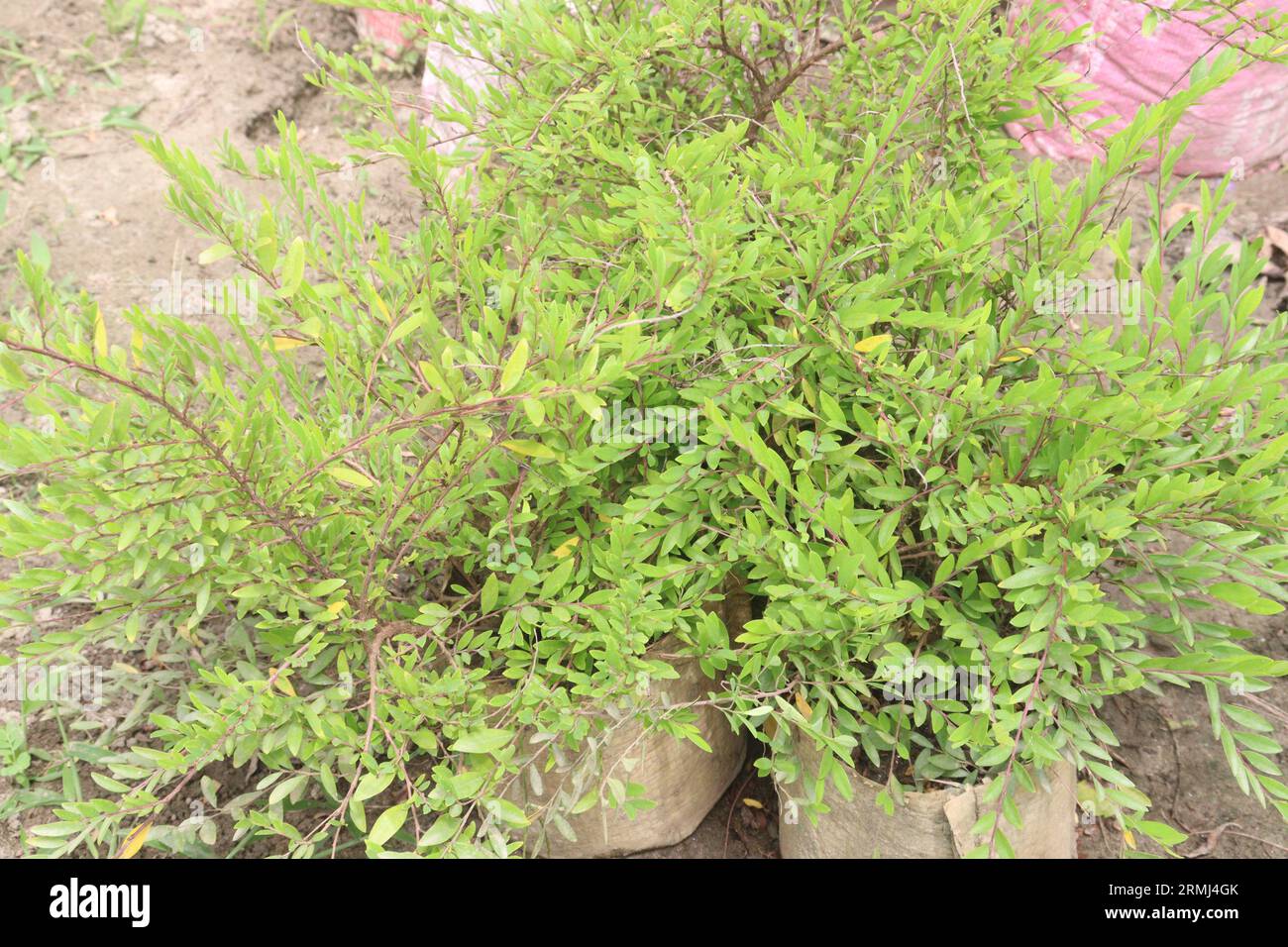 Phyllanthus myrtifolius tree plant on farm for harvest are cash crops ...