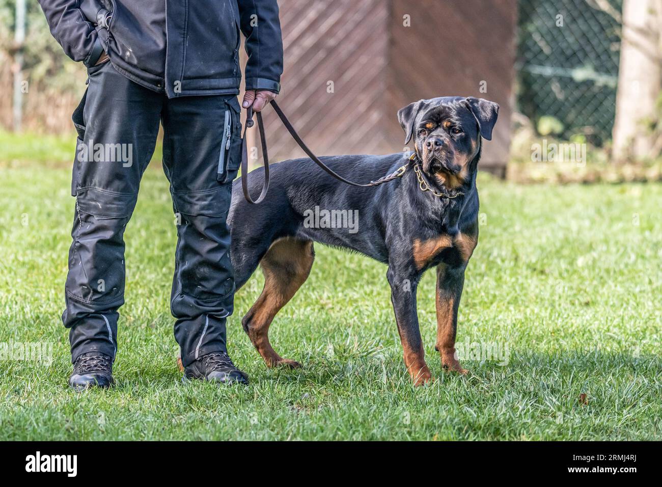 K9 police training hi-res stock photography and images - Alamy
