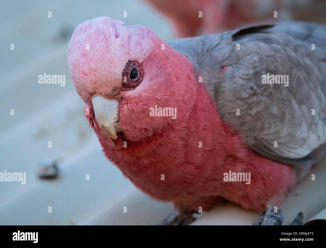 Close up of a Galah, Eolophus roseicapilla, showing head, beak, eye and ...