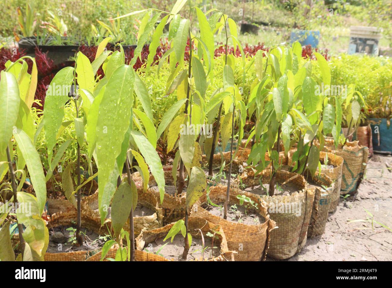 debdaru tree also commonly known by its Monoon longifolium on farm for ...