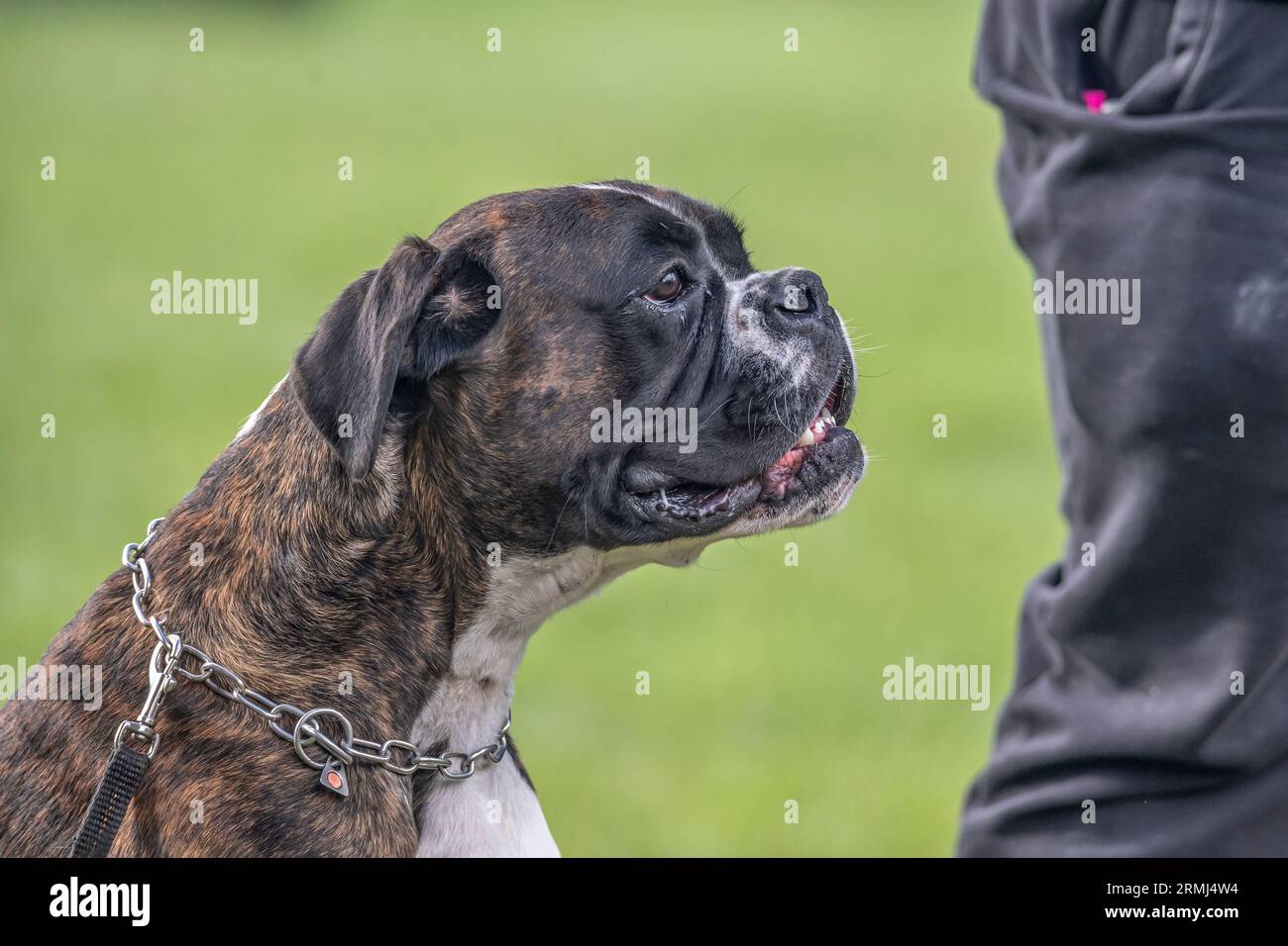 Posing in gras hi-res stock photography and images - Alamy