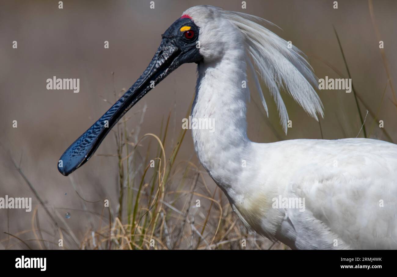 Royal Spoonbill, Platalea regia, male in matng plumage in outback ...