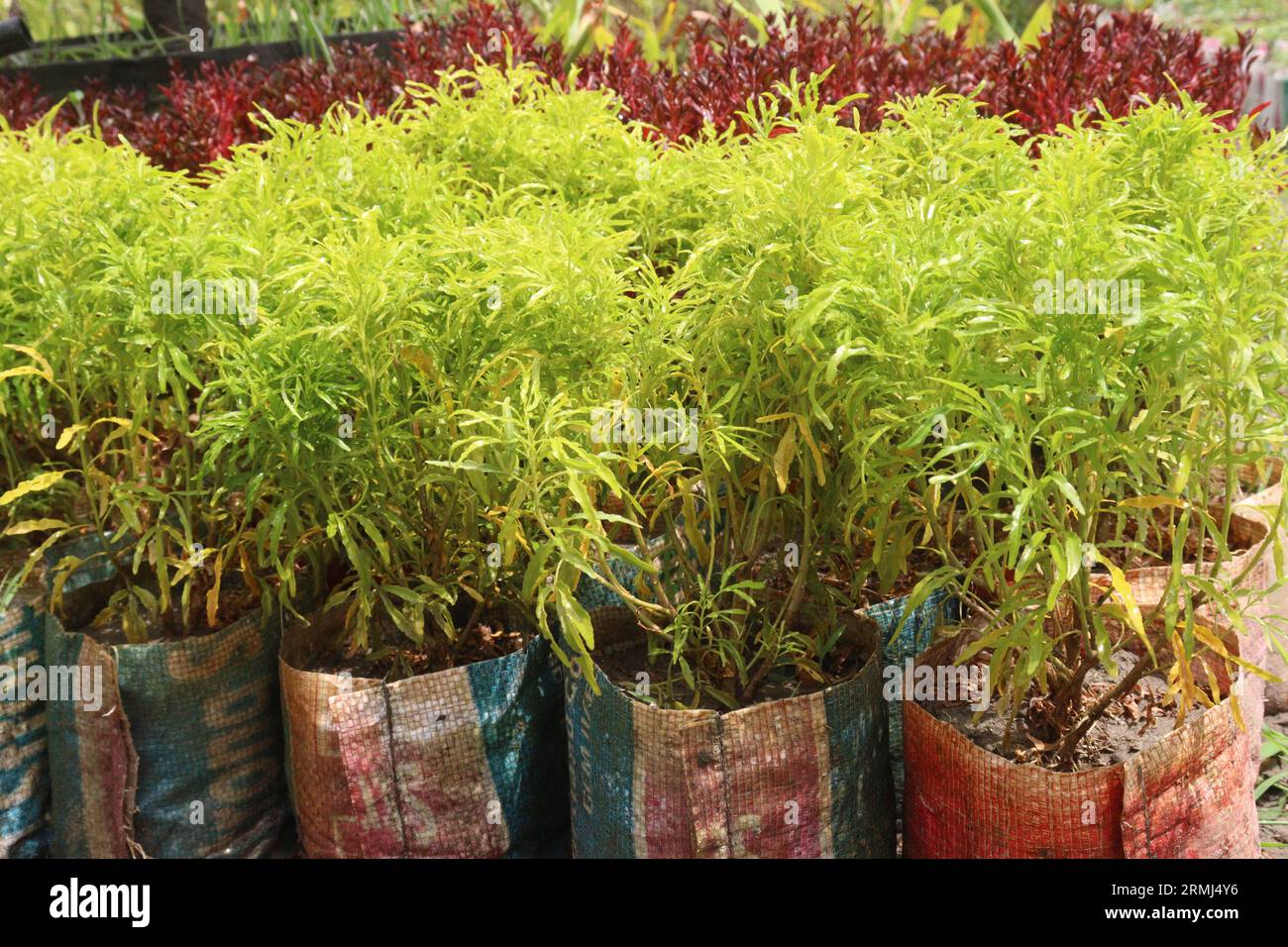 Polyscias fruticosa leaf plant on farm for sell are cash crops Stock ...