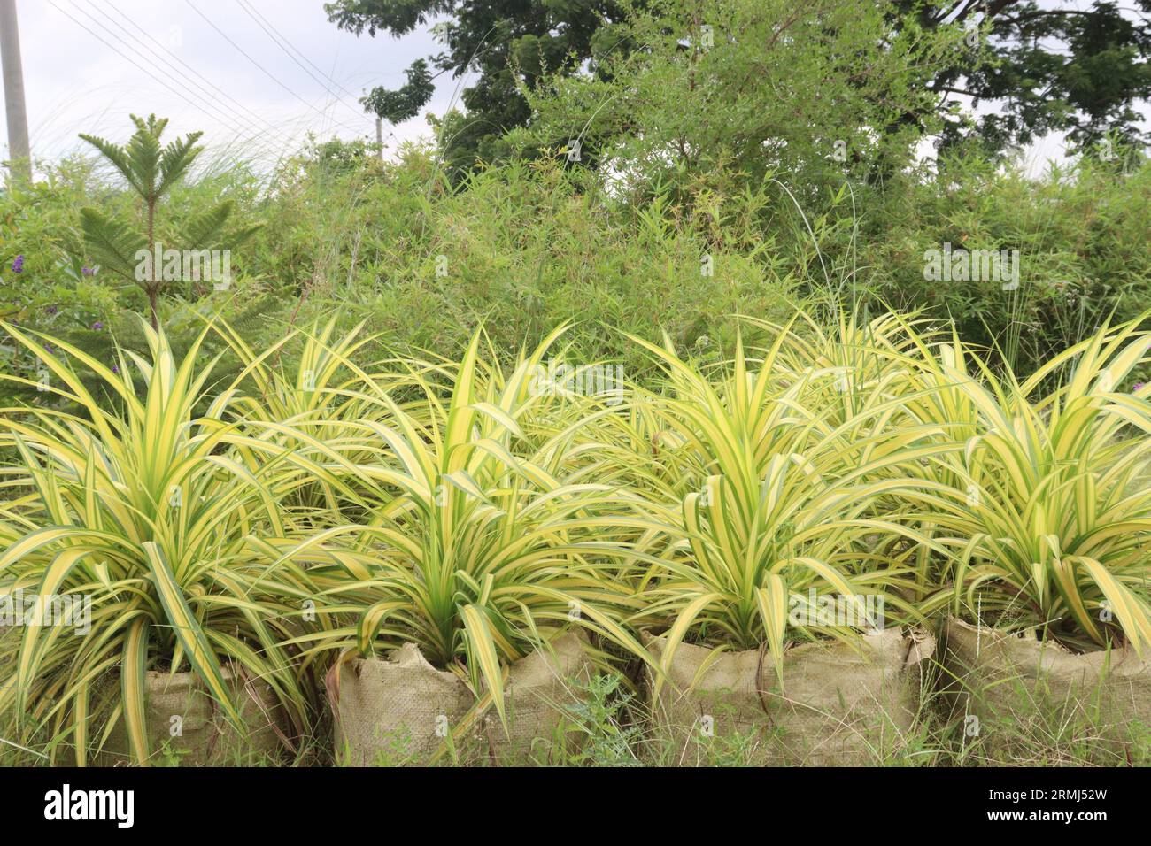 Pandanus veitchii tree plant on hanging pot in farm for harvest are ...