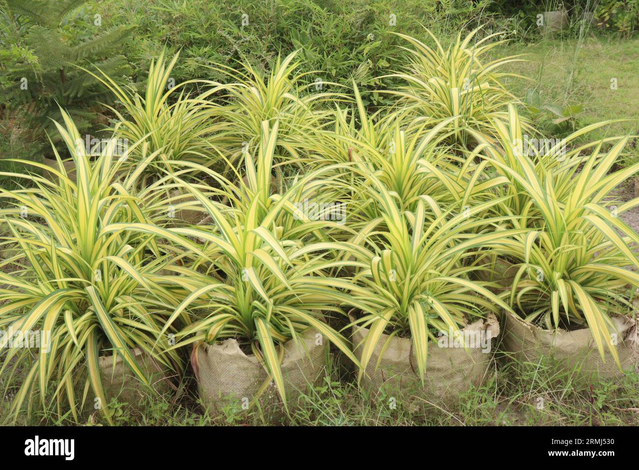 Pandanus veitchii tree plant on hanging pot in farm for harvest are ...