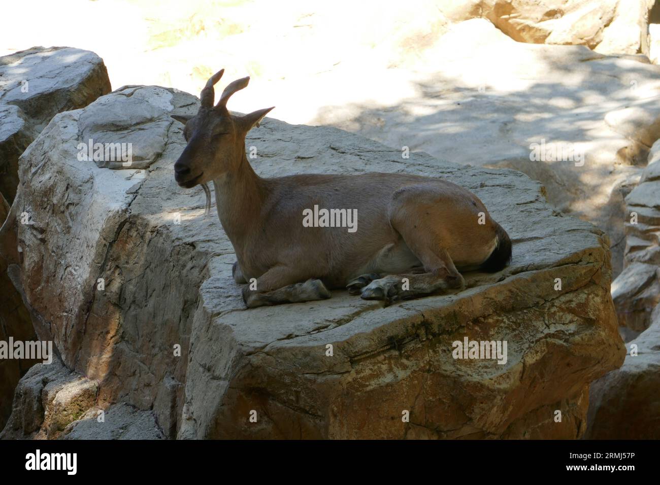 Los Angeles, California, USA 28th August 2023 Tajik Markhor at LA Zoo ...
