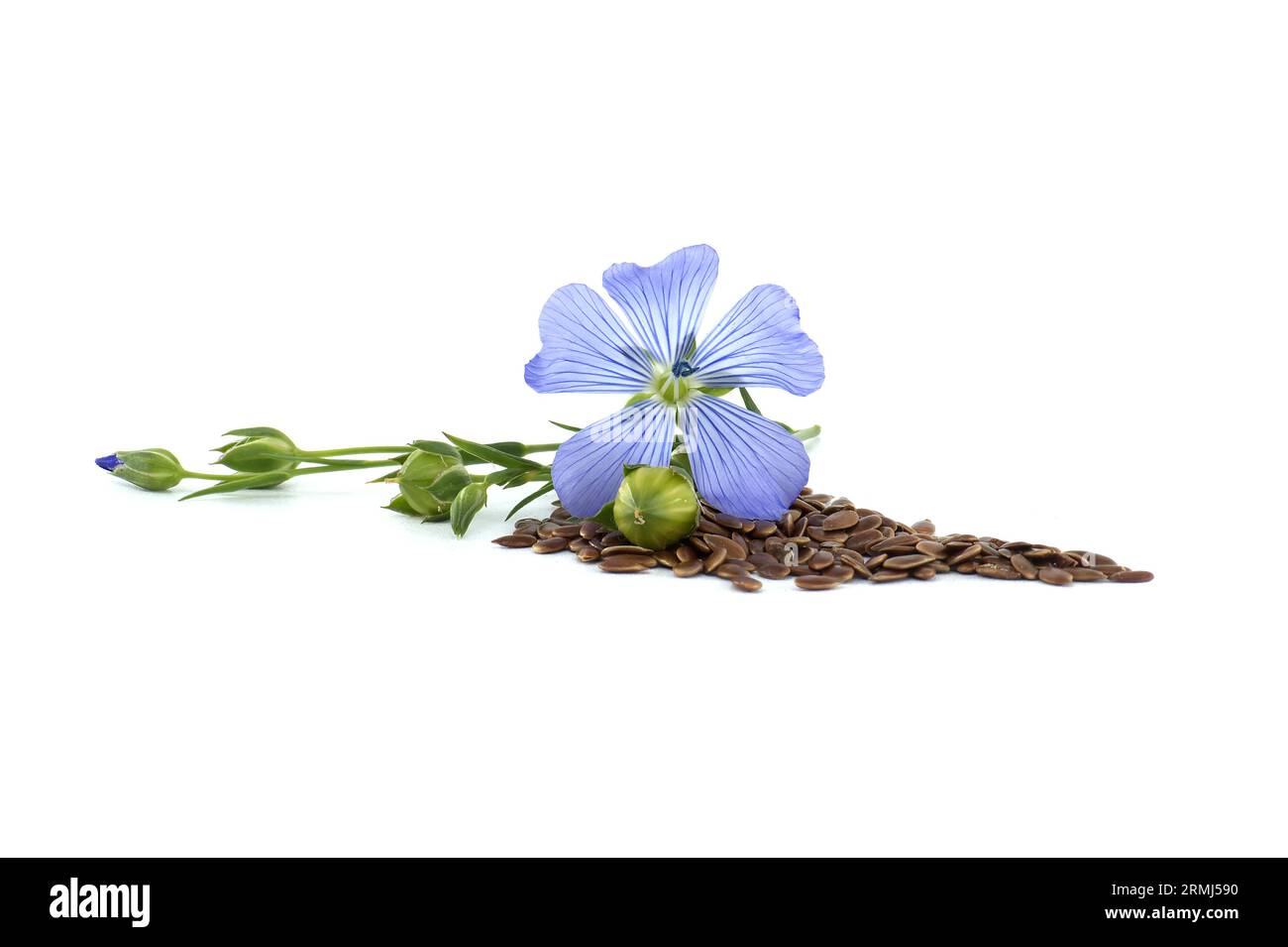 Blue flax blossom and seeds in close up isolated on white background ...