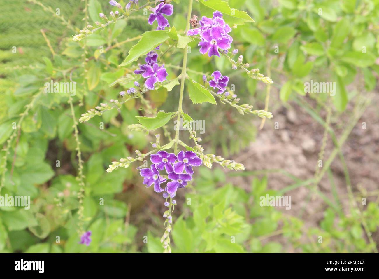 Duranta erecta flower on tree in farm for harvest are cash crops Stock ...