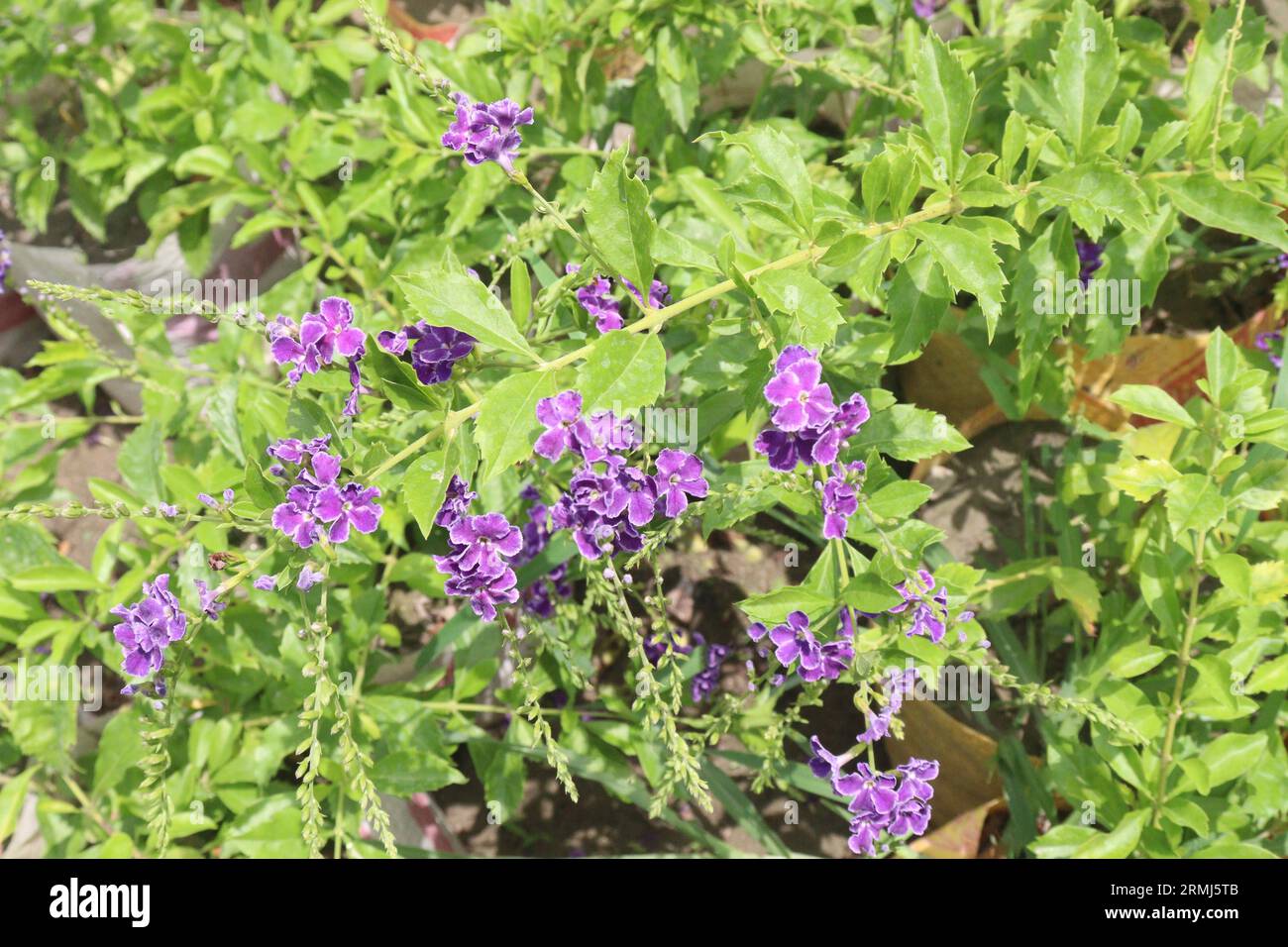 Duranta erecta flower on tree in farm for harvest are cash crops Stock ...