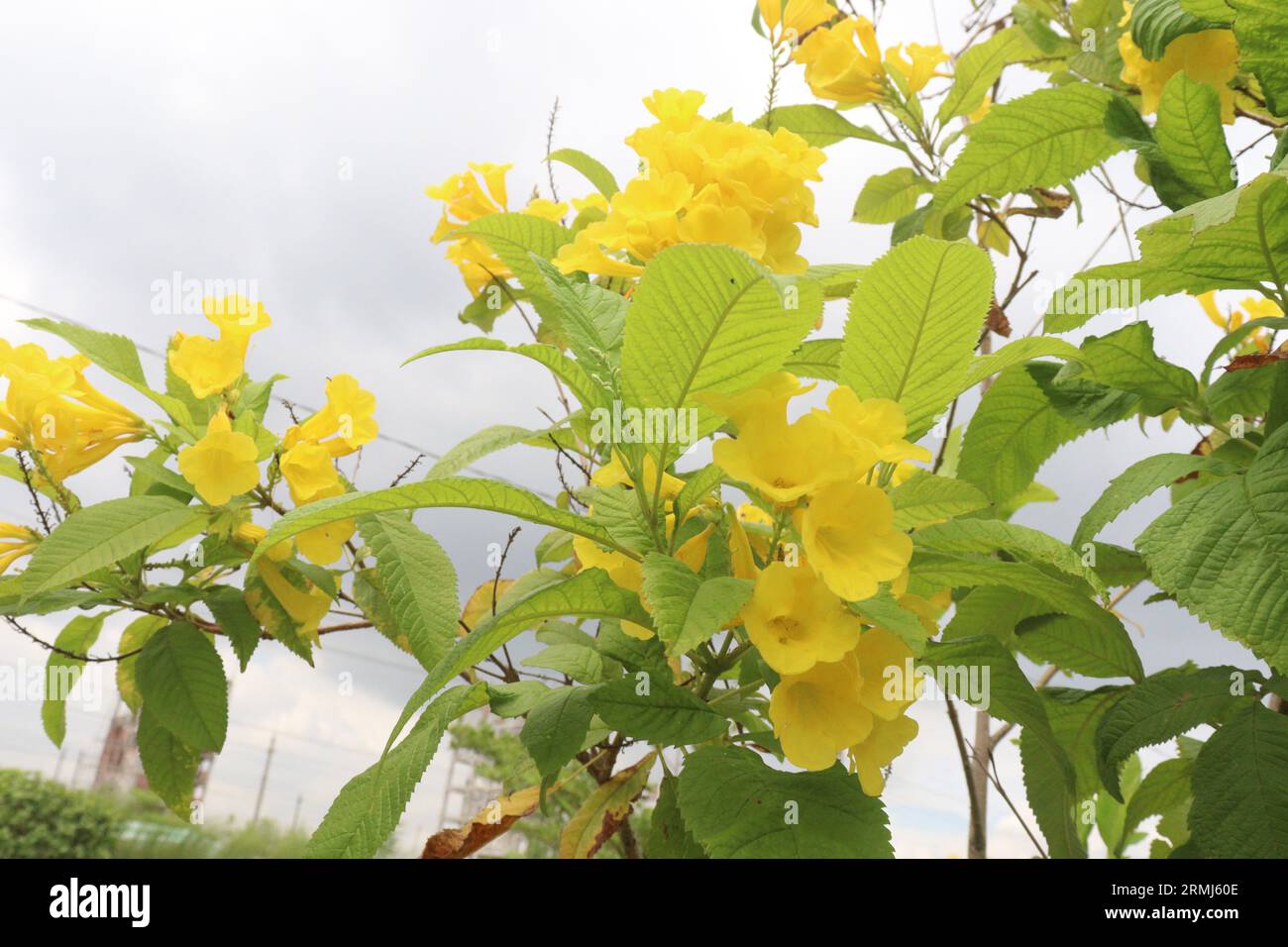 Yellow elder flower plant on farm for harvest are cash crops Stock ...