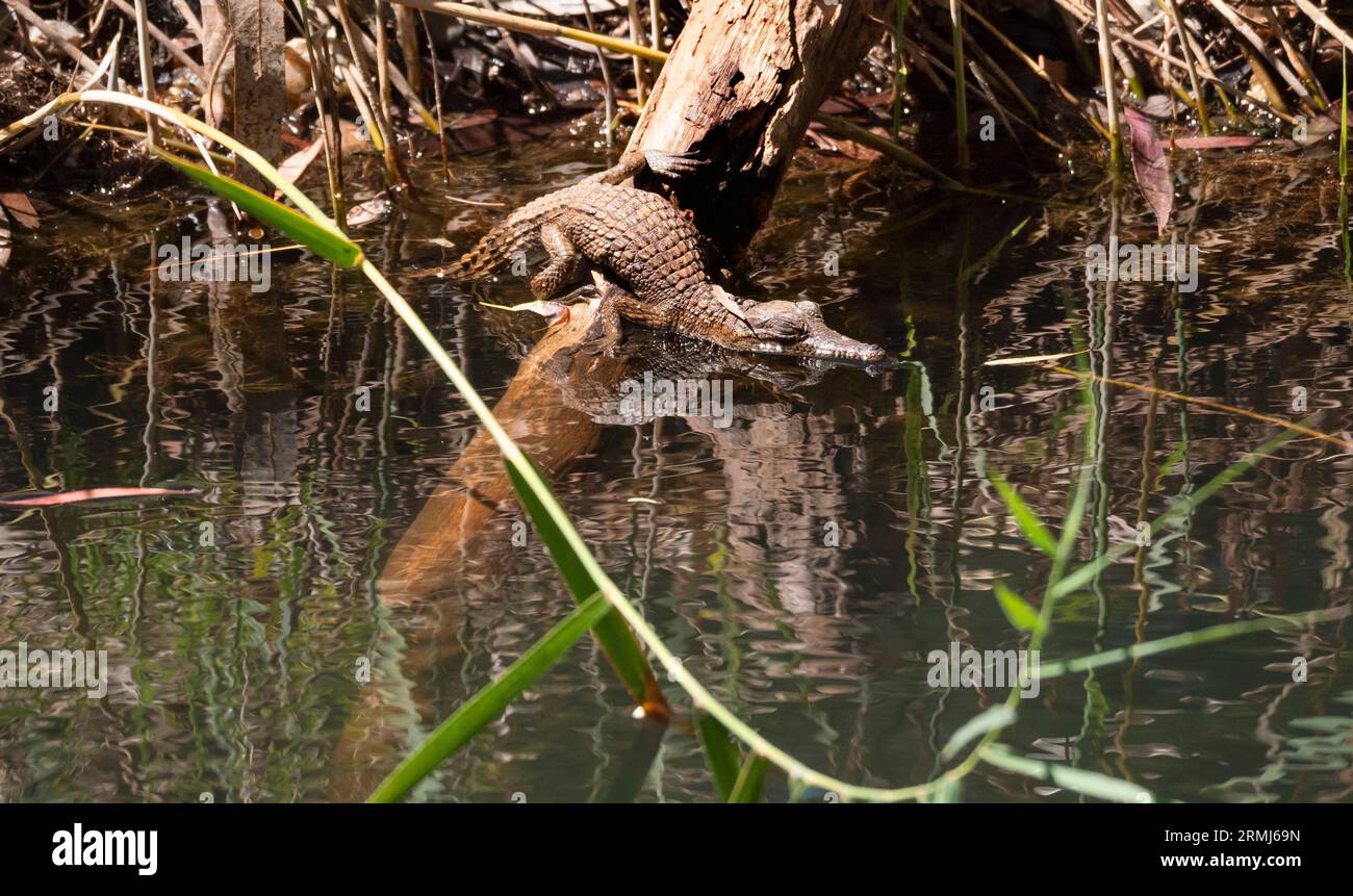 A Juvenile Australian Freshwater Crocodile, Crocodylus johnstoni ...