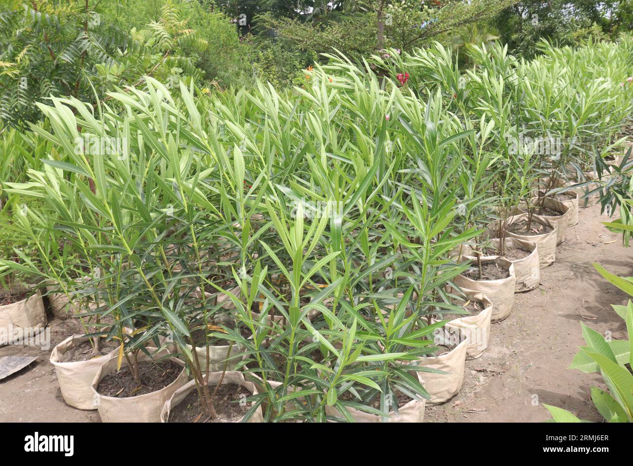 Nerium Oleander flower plant on farm for harvest are cash crops Stock ...