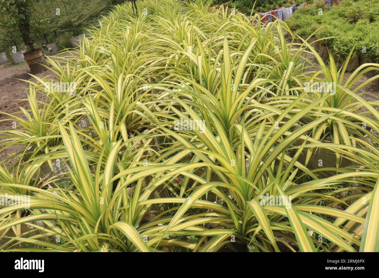Pandanus veitchii tree plant on hanging pot in farm for harvest are ...