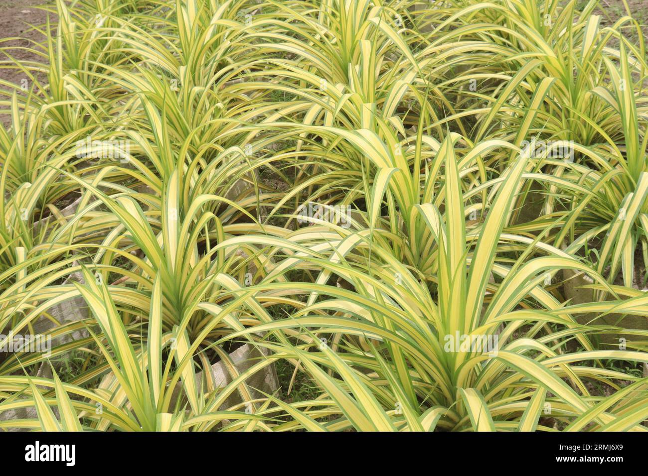 Pandanus veitchii tree plant on hanging pot in farm for harvest are ...