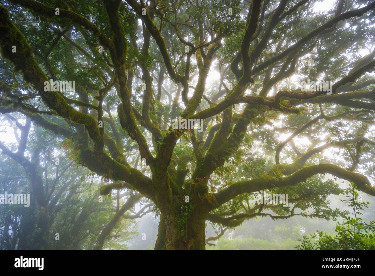Fanal forest , old mystical tree in Madeira island, Unesco Stock Photo ...
