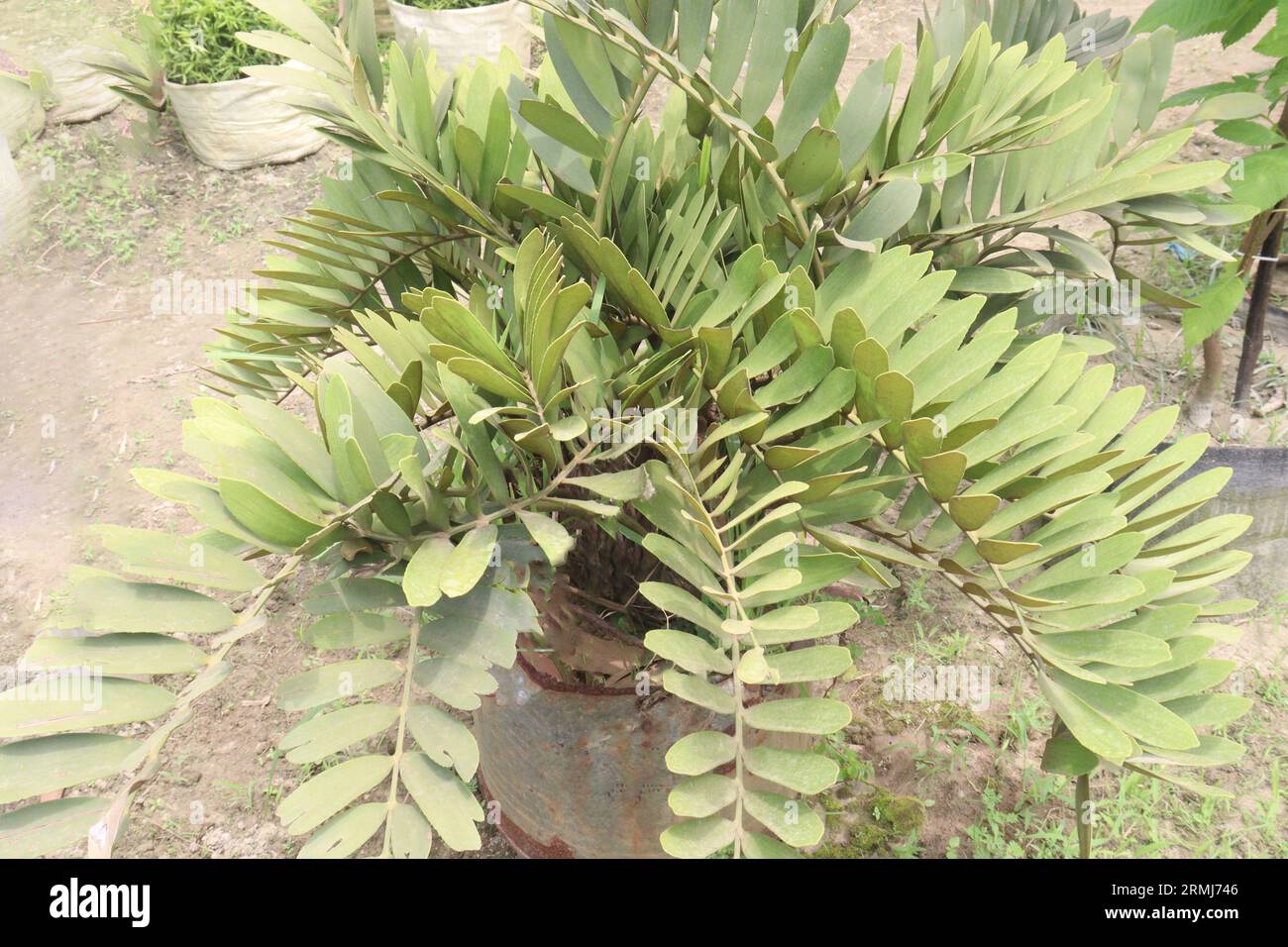 Zamia furfuracea tree plant on farm for harvest are cash crops Stock ...