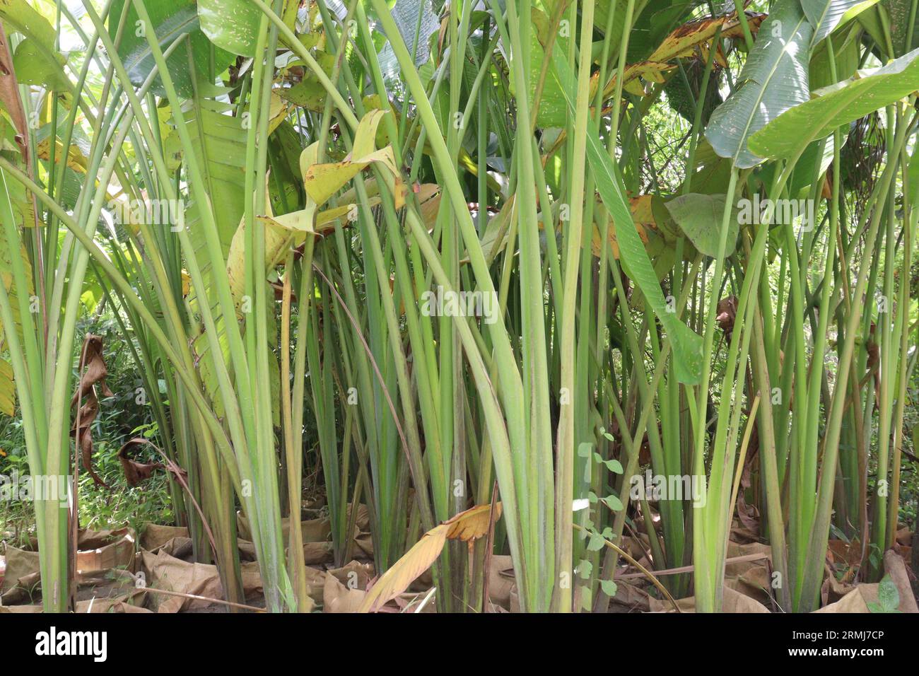 Heliconia platystachys leaf hi-res stock photography and images - Alamy