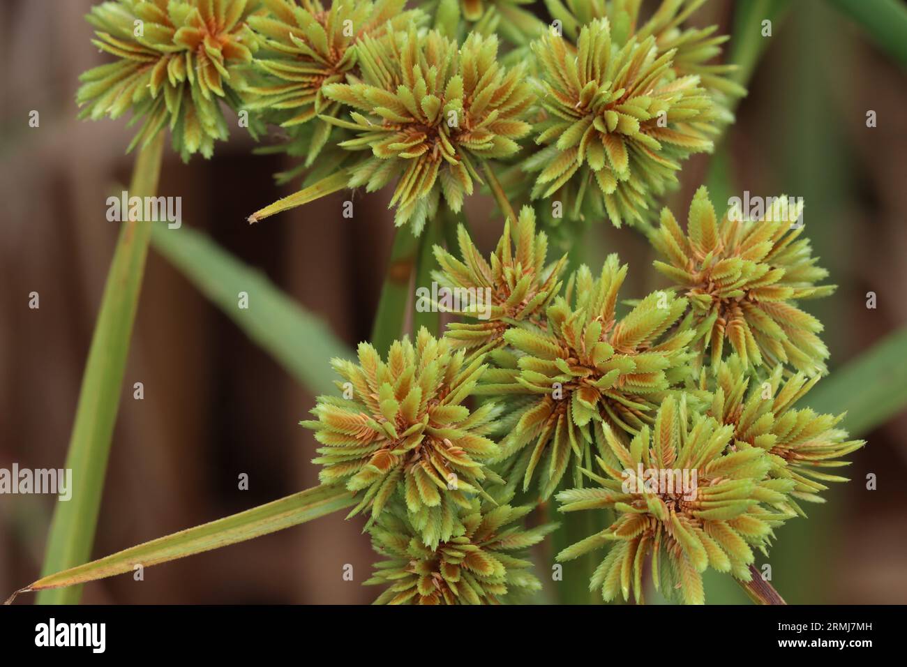 Tall Flatsedge, Cyperus Eragrostis, a native perennial herb with ...