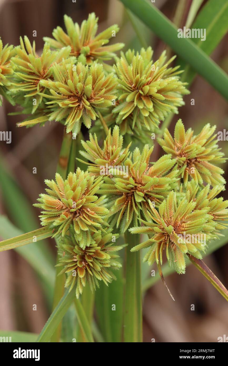 Tall Flatsedge, Cyperus Eragrostis, a native perennial herb with ...