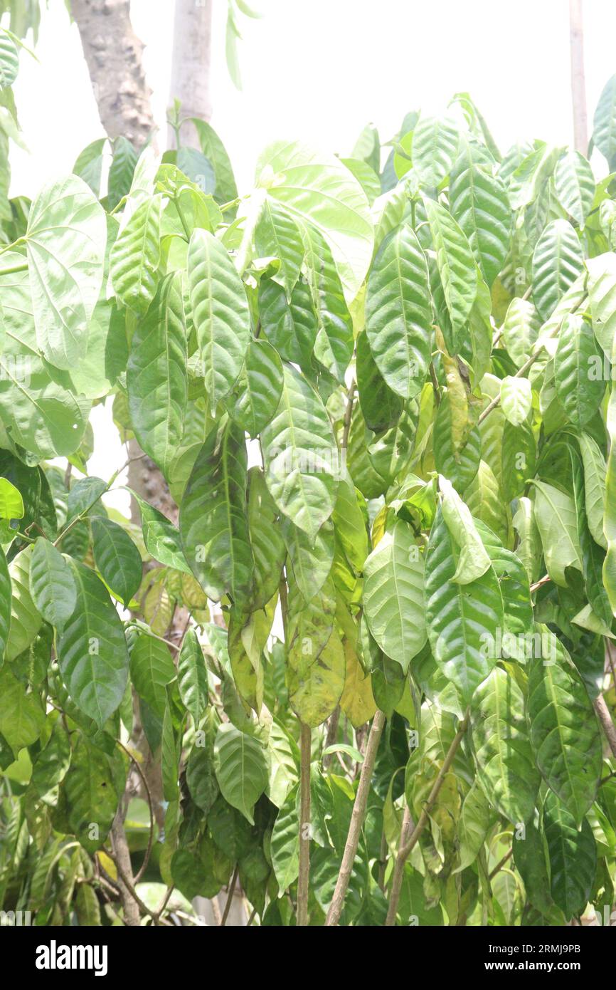 Kona coffee tree hi-res stock photography and images - Alamy