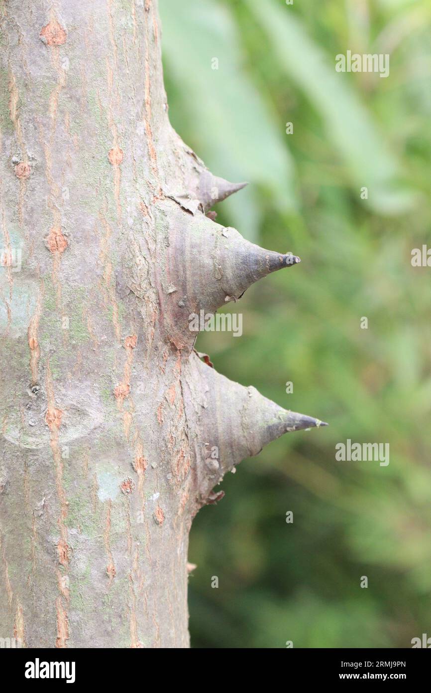 Spikey tree hi-res stock photography and images - Alamy