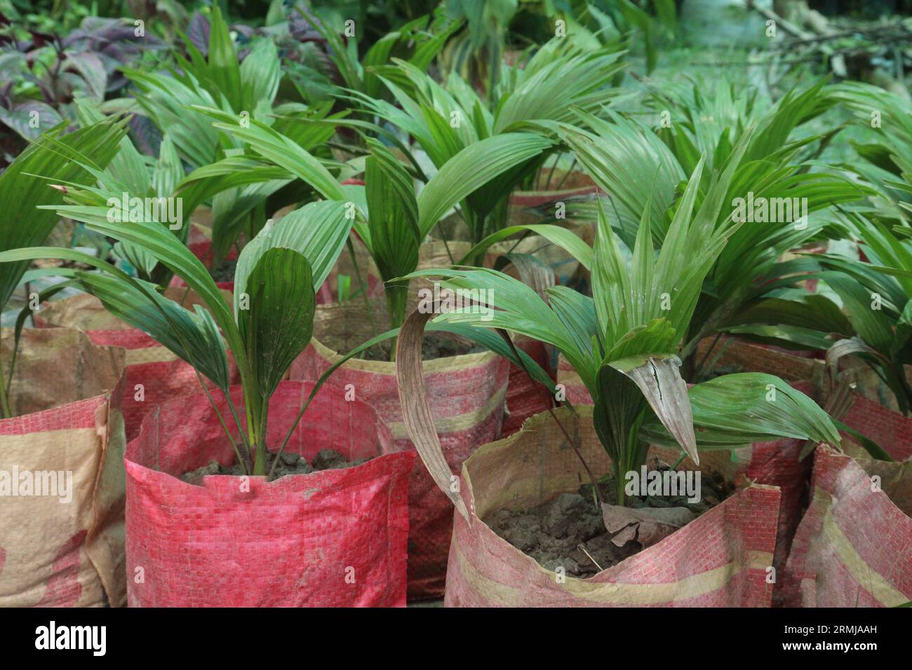 Areca nut plant on farm for sell are cash crops Stock Photo - Alamy