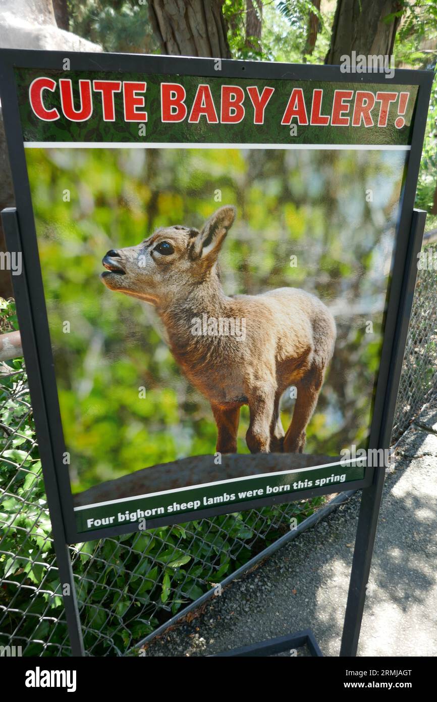 Los Angeles, California, USA 28th August 2023 Desert Bighorn Sheep Cute ...