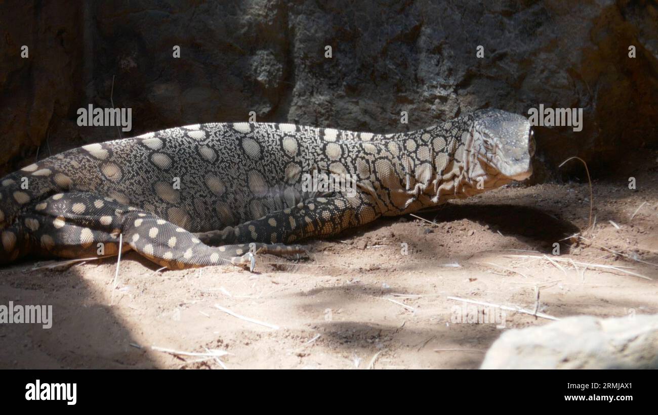 Los Angeles, California, USA 28th August 2023 Perente at LA Zoo on ...