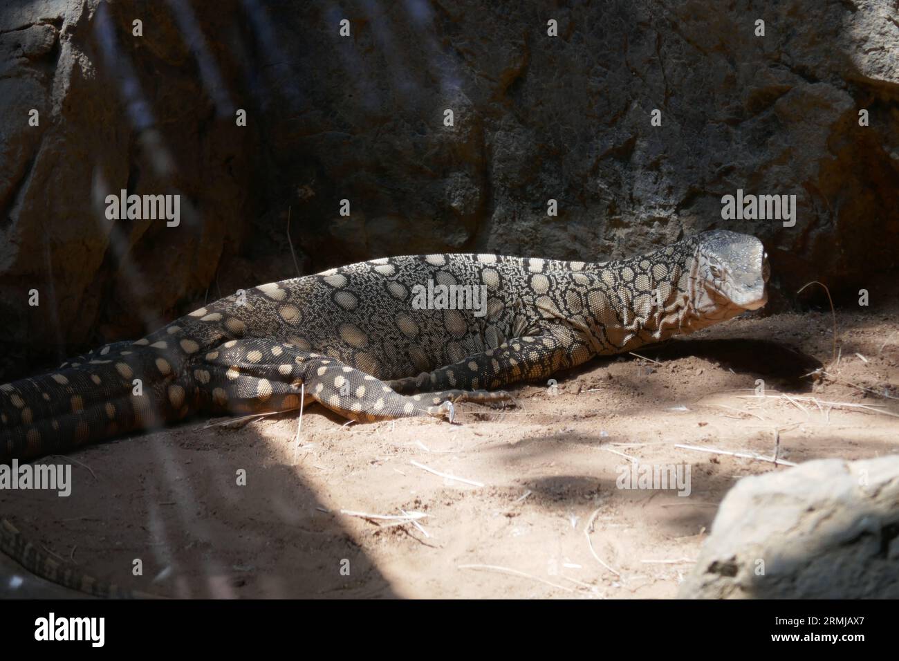 Los Angeles, California, USA 28th August 2023 Perente at LA Zoo on ...