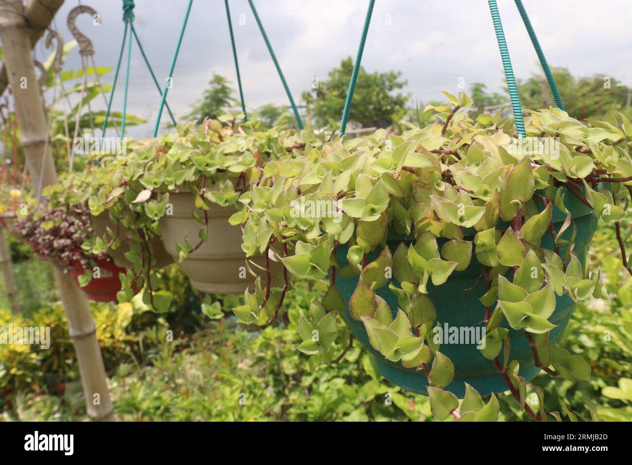 Callisia Repens Gold leaf plant on hanging pot in farm for harvest are ...
