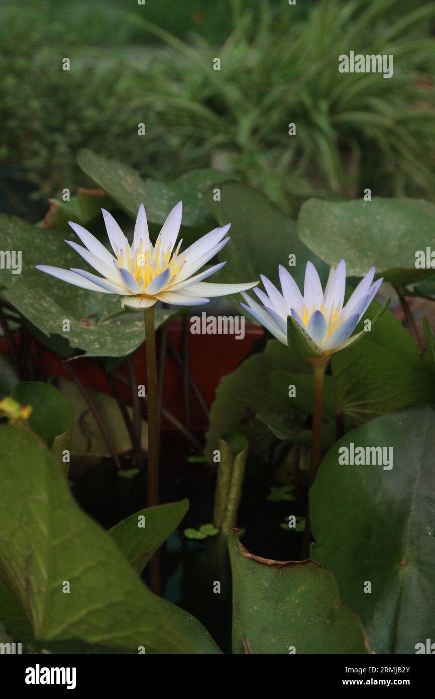 Pygmy water lily flower plant on pot in farm for harvest are cash crops ...