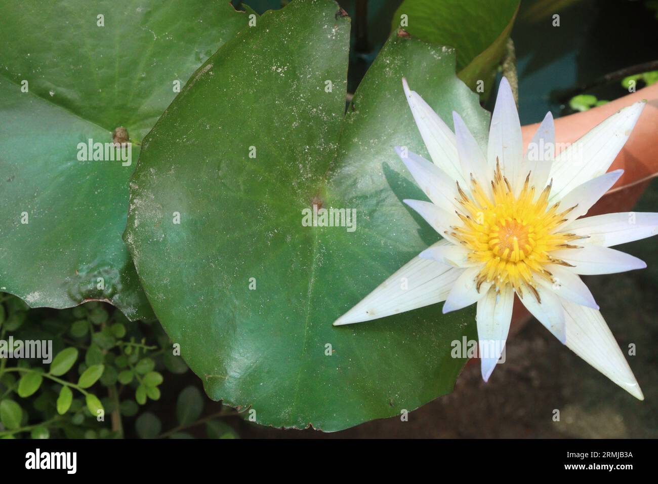 Pygmy water lily flower plant on pot in farm for harvest are cash crops ...