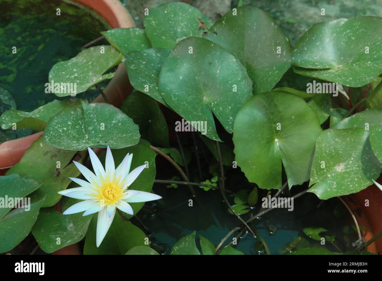 Pygmy water lily flower plant on pot in farm for harvest are cash crops ...