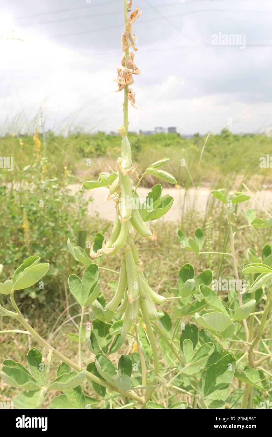Crotalaria pallida hi-res stock photography and images - Alamy