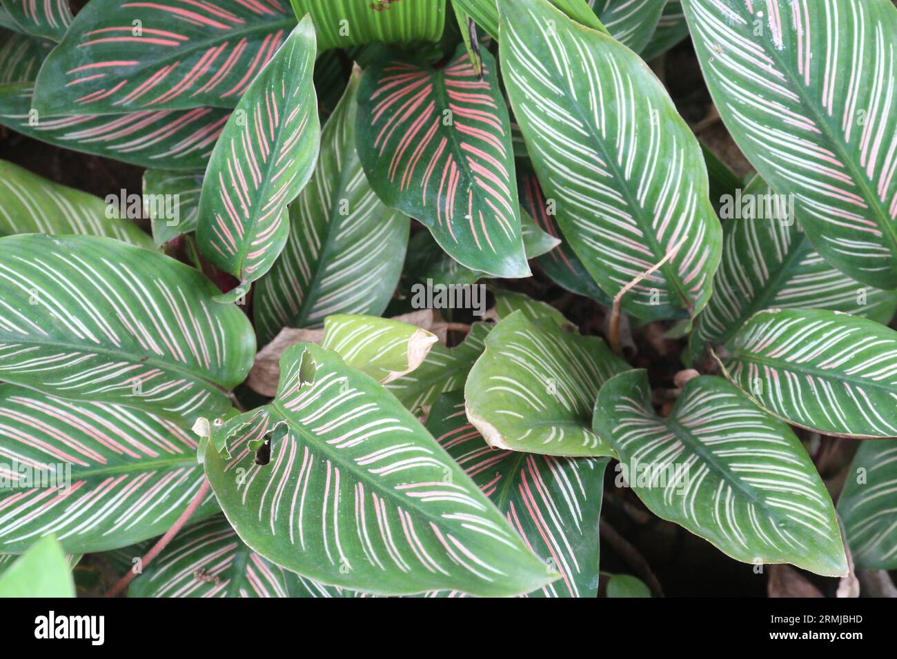 Pin-stripe calathea leaf plant on farm for sell are cash crops it can ...