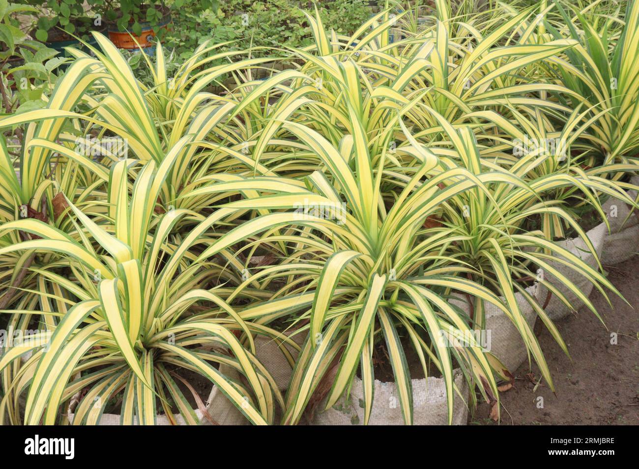 Pandanus veitchii tree plant on hanging pot in farm for harvest are ...