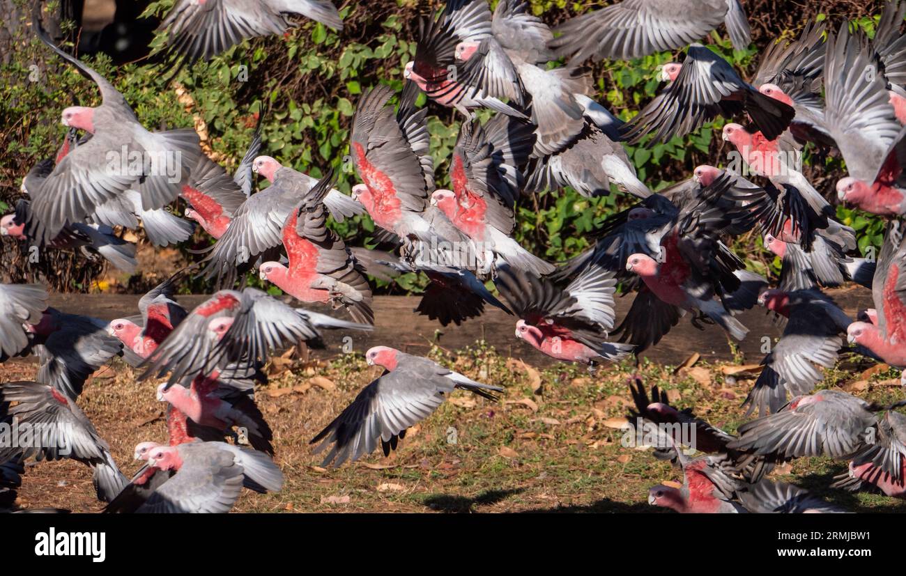 Flock of Galahs, Eolophus roseicapilla, stake flight at Laura Cape York ...