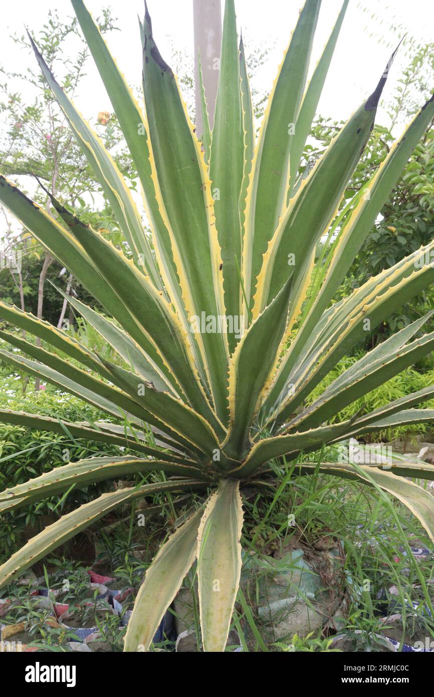 Agave angustifolia tree plant on farm for harvest are cash crops Stock ...